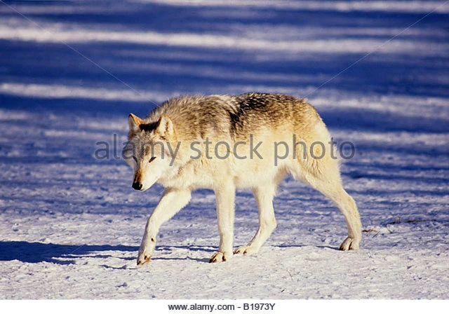 Wolf | DC Animated Universe Fanon Wiki | Fandom