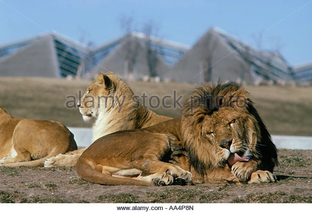 Lion | DC Animated Universe Fanon Wiki | Fandom