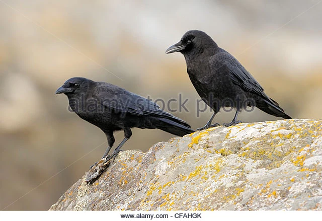 Crow | DC Animated Universe Fanon Wiki | Fandom