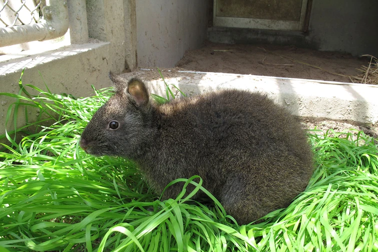 A pet rabbit named Daifuku appears in Wonderful Precure. So let me ...