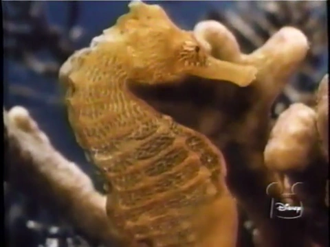 February 7, 1999 | Disney Channel Broadcast Archives Wiki | Fandom