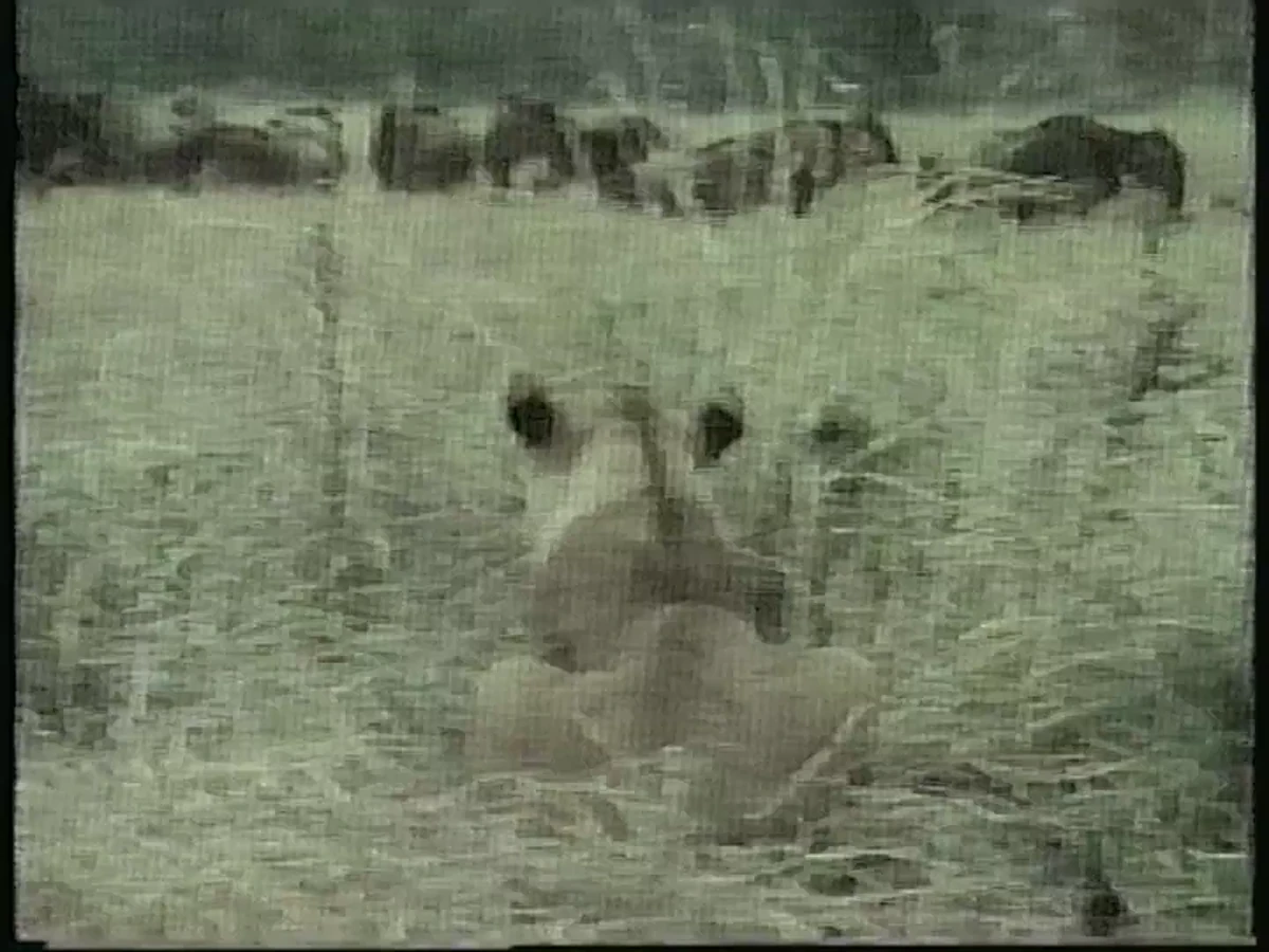 May 16, 1992 | Disney Channel Broadcast Archives Wiki | Fandom