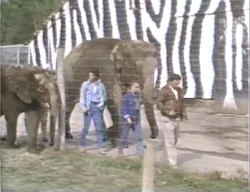 March 25, 1995 | Disney Channel Broadcast Archives Wiki | Fandom