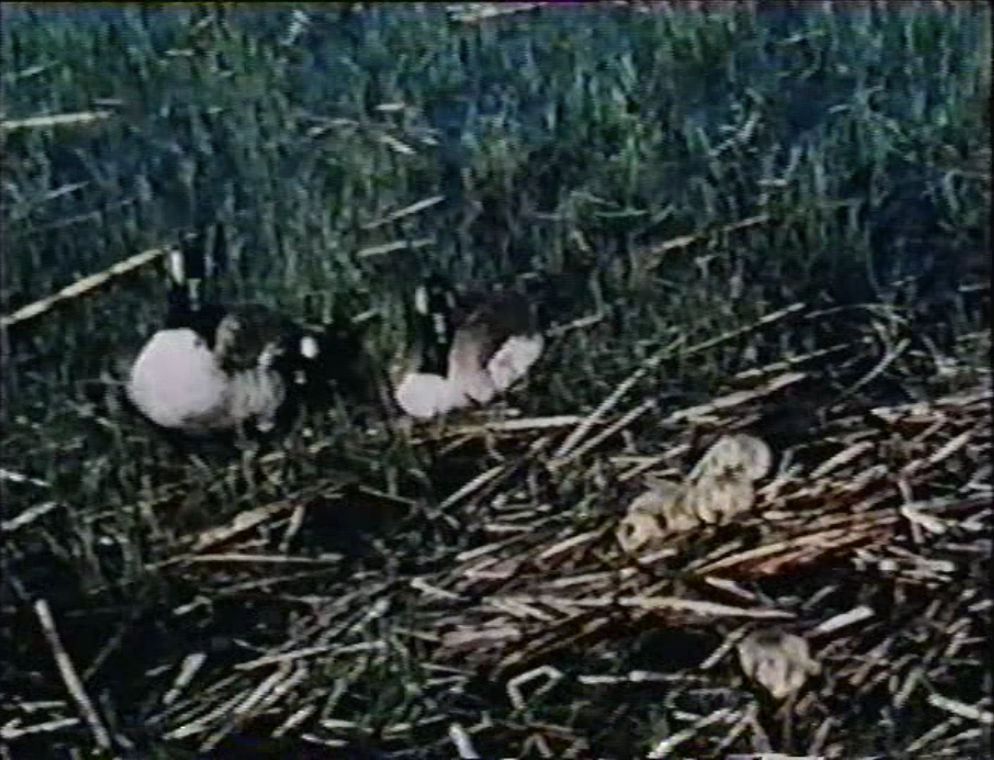 May 21, 1998 | Disney Channel Broadcast Archives Wiki | Fandom