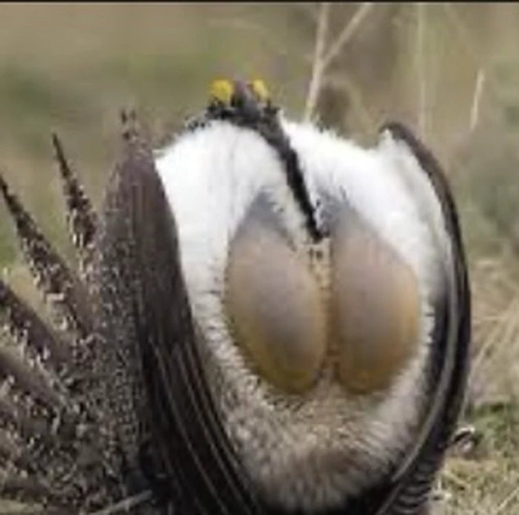 Jhiggo jangl , but realistic | Fandom