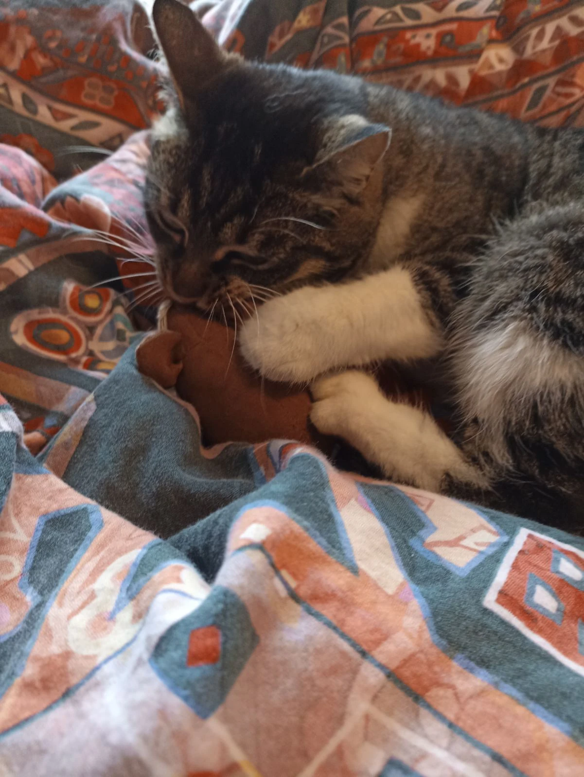 Daily Cat Image #674 | Fandom