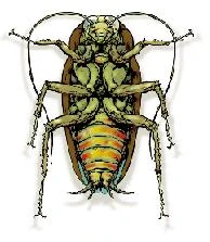 Bug-Bee-Gone | Wiki DC Comics | Fandom
