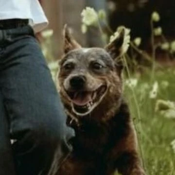 Hank | Wiki DC Comics Extended Universe | Fandom