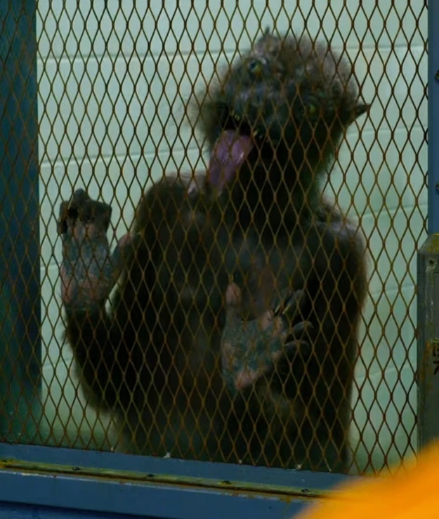 Weasel | Gallery | DC Extended Universe Wiki | Fandom