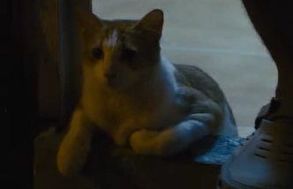 Cats | DC Extended Universe Wiki | Fandom