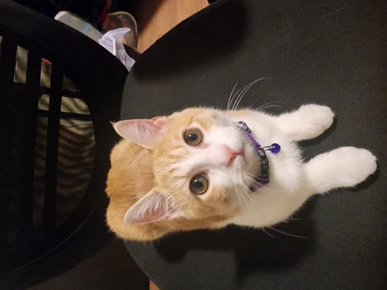 What are the most random images you saved | Fandom