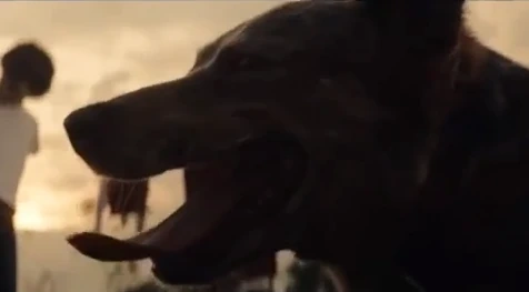 Perros | DC Extended Universe Wiki | Fandom