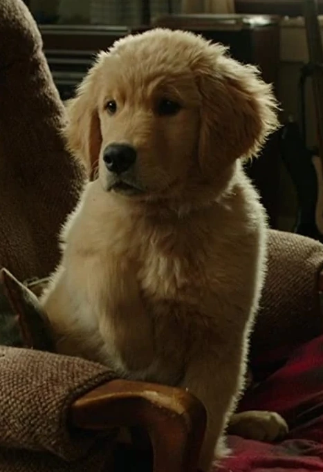 Perro de Thomas Curry | DC Extended Universe Wiki | Fandom