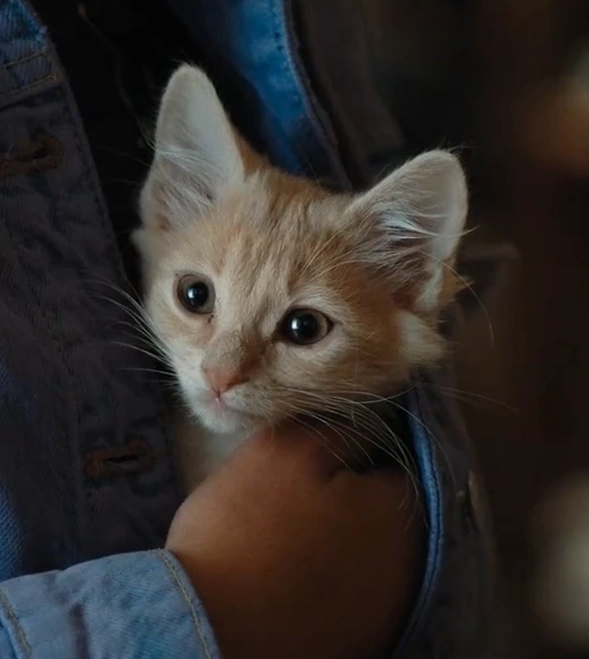 Tawny | DC Extended Universe Wiki | Fandom