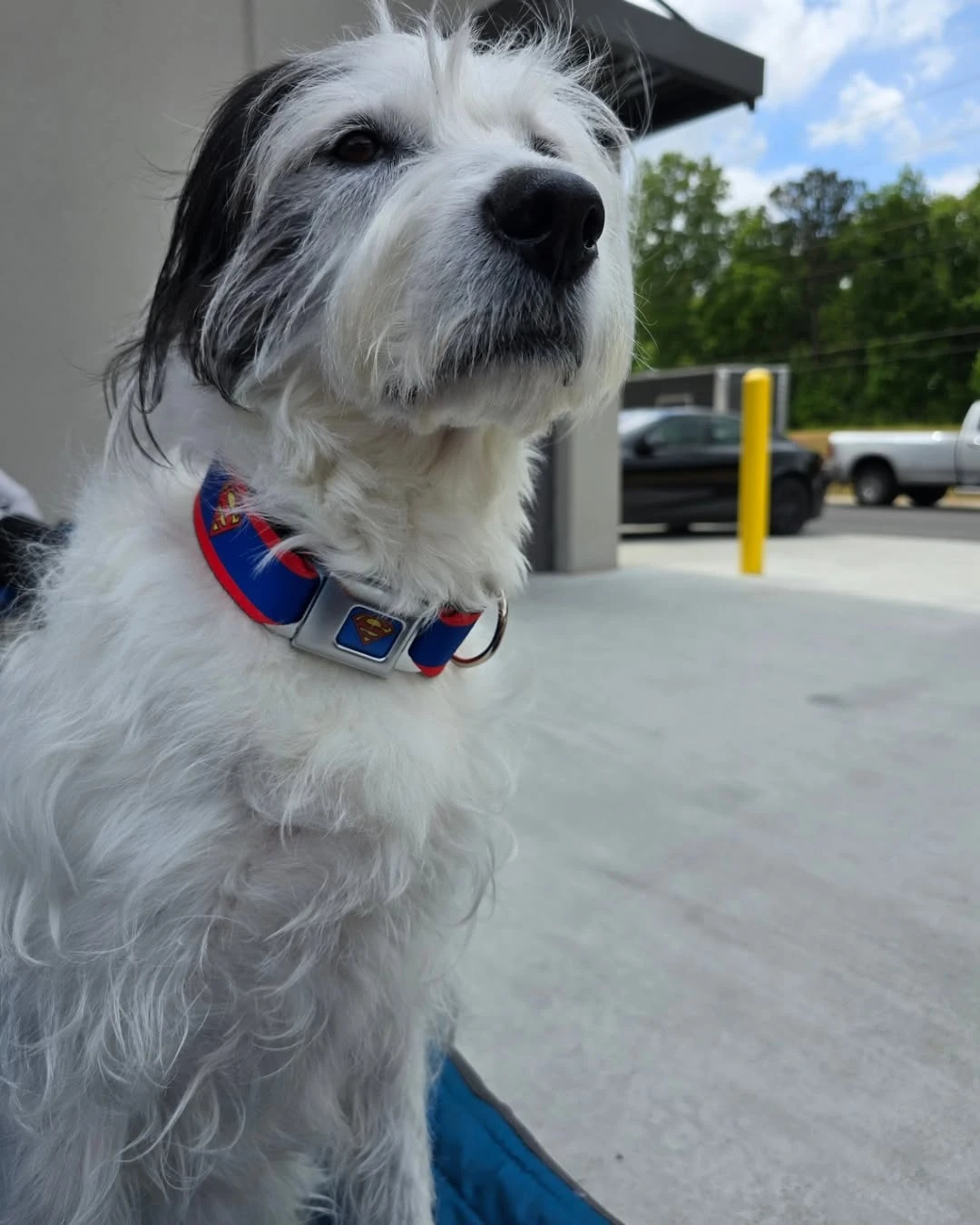 Jolene | DC Universe Wiki | Fandom