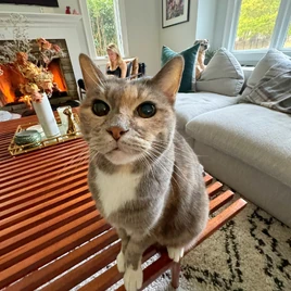 Emily | DC Universe Wiki | Fandom