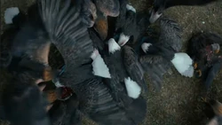 Red St. Wild | DC Universe Wiki | Fandom