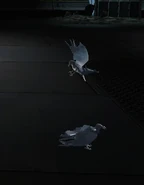 Possessed Raven Spirit | DC Universe Online Wiki | Fandom