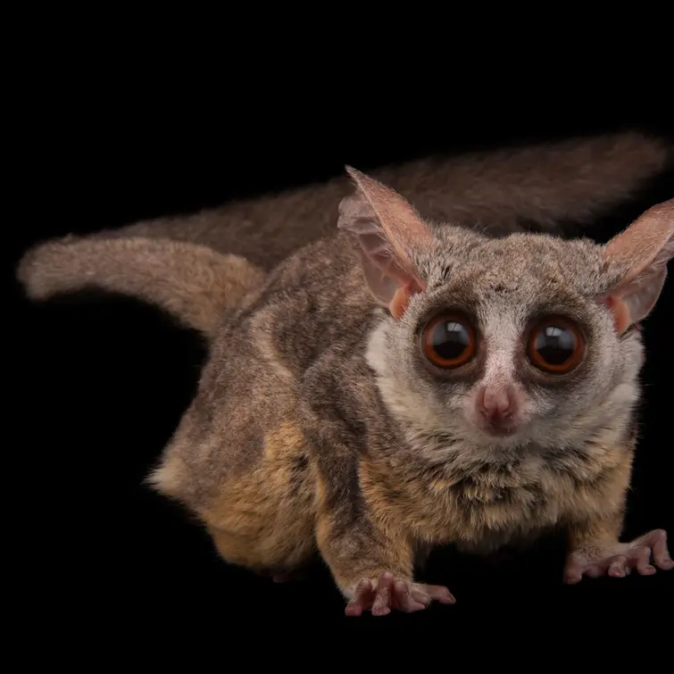 Bush Babies! | Fandom