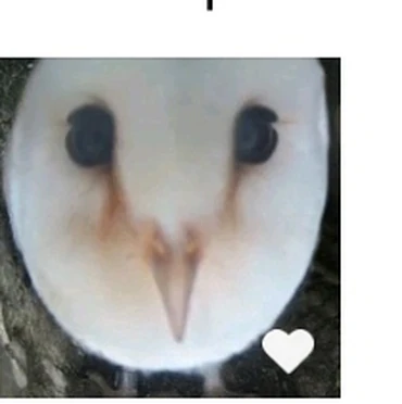 What is this owls name😈😈😈(only sigma OGs can answer correctly) | Fandom
