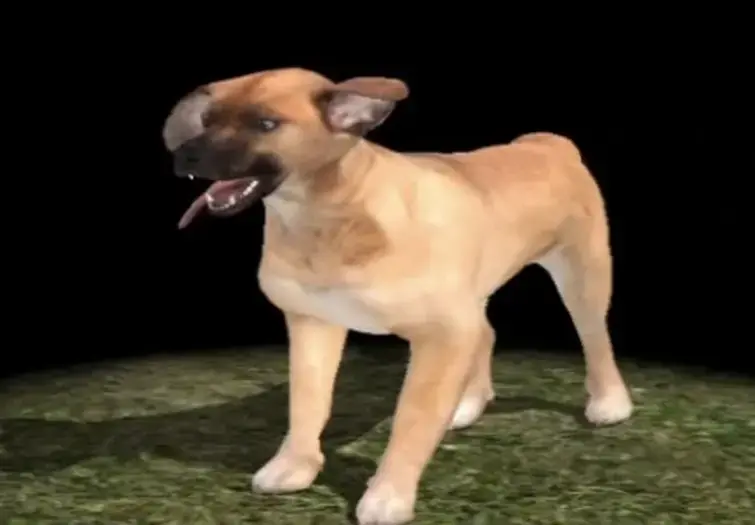 Mongrel dog | Fandom