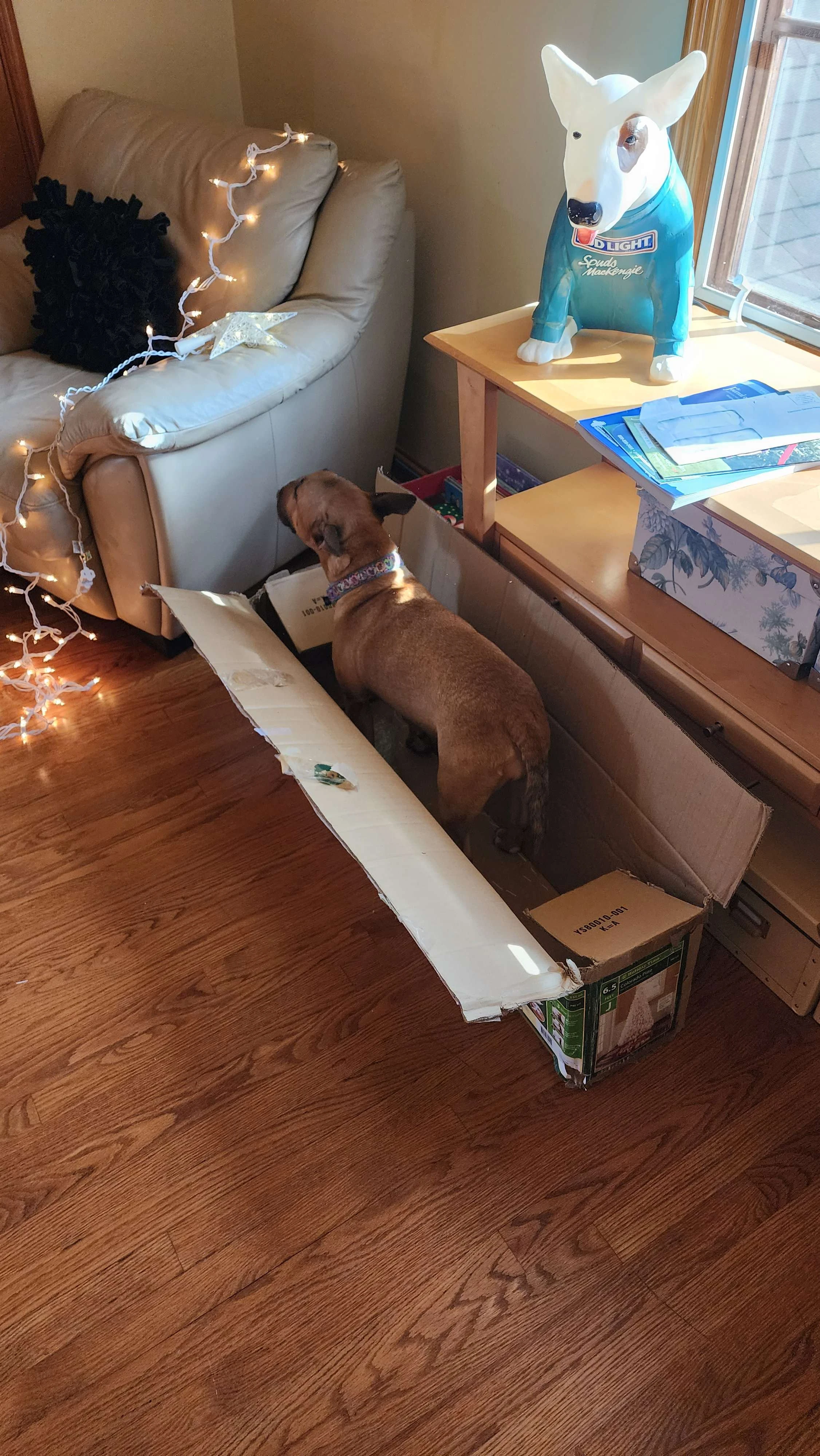 Dog inside the box | Fandom