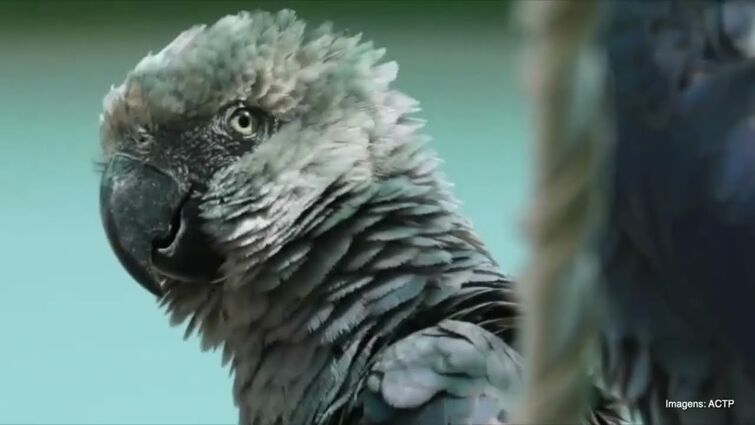 Spix's Macaws flying in the wild again | Fandom