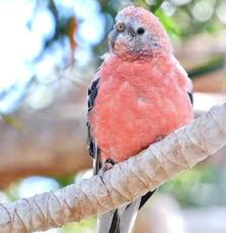 Ima make the numberblocks as birds/parrots | Fandom