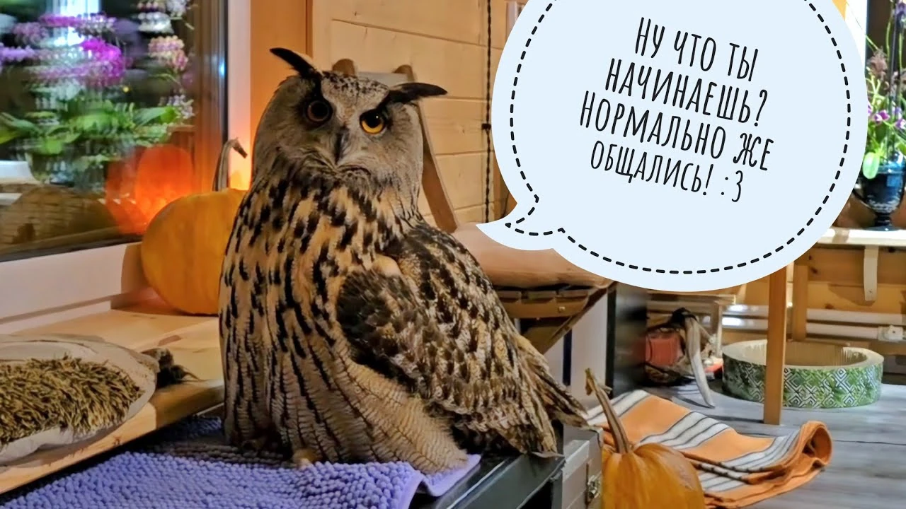 Yoll runs on OST (Owl Standard Time). It's always house time. | Fandom