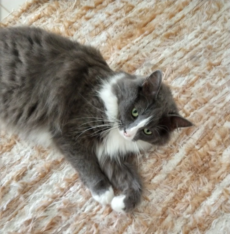 This fat doofus living in my uncle's gf's house | Fandom