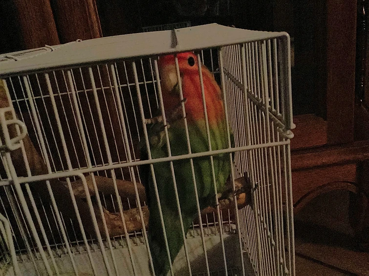 Birb | Fandom