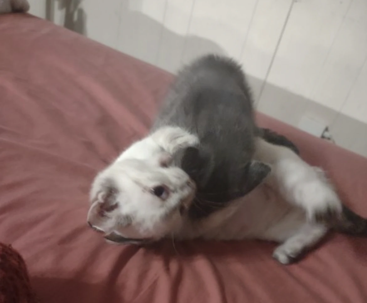 me and my friend arya just named one of jonahs cats xero | Fandom