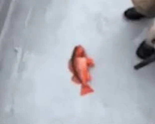 fish | Fandom