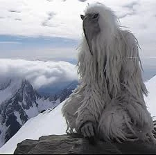 Opium Bird 🦢 ️ | Fandom