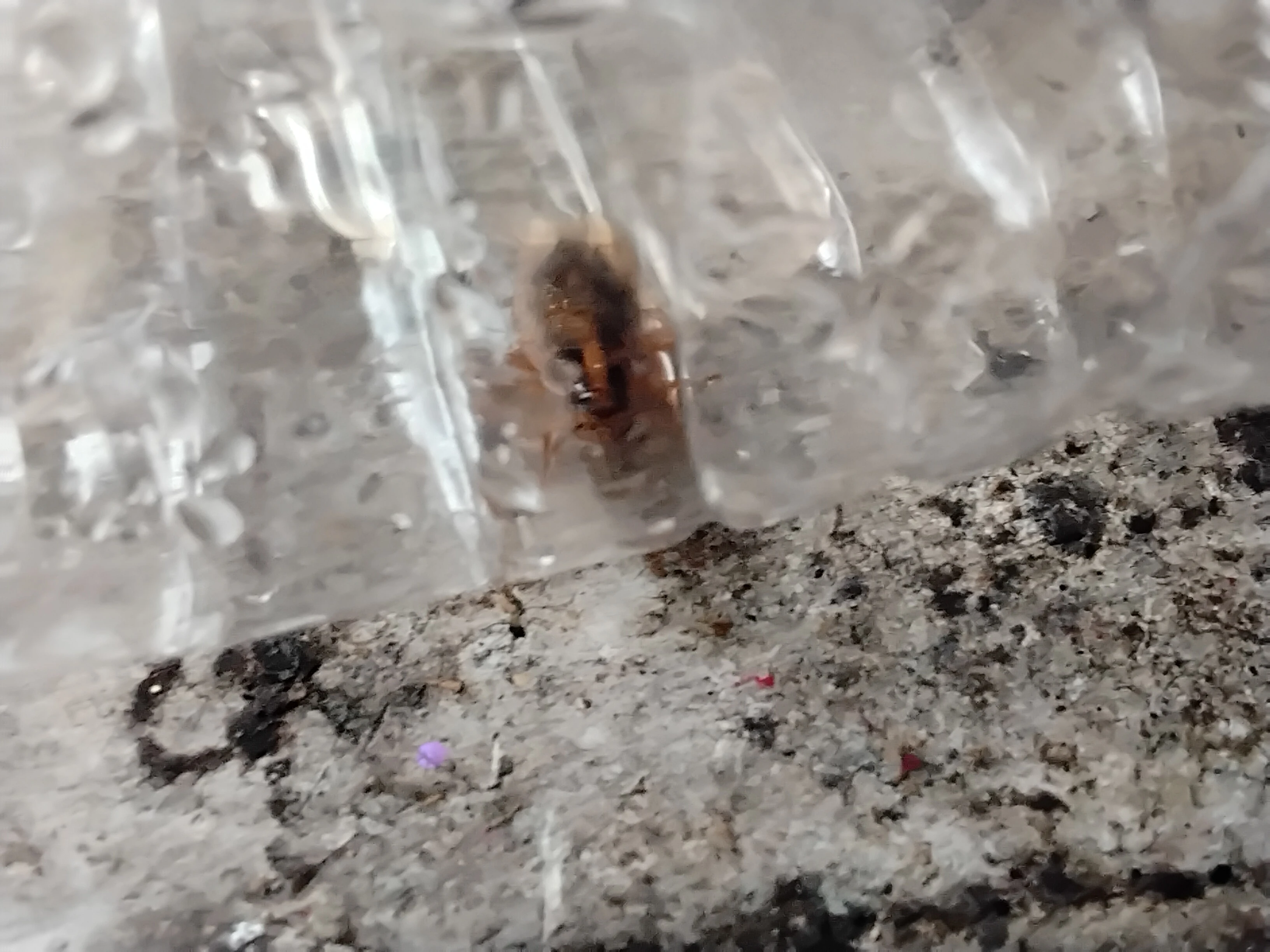 Meet my pet roaches | Fandom