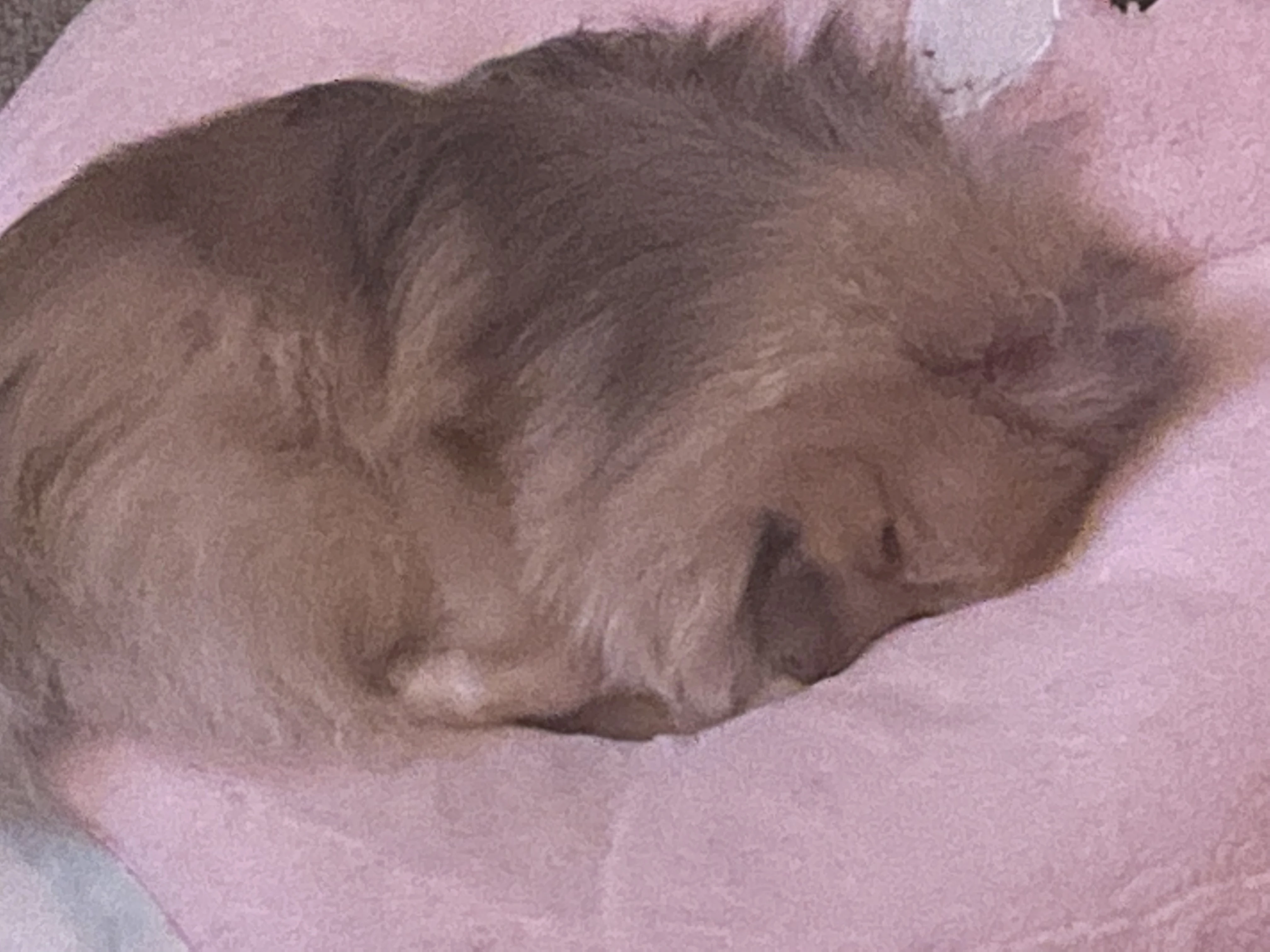 Sleeping doggo | Fandom