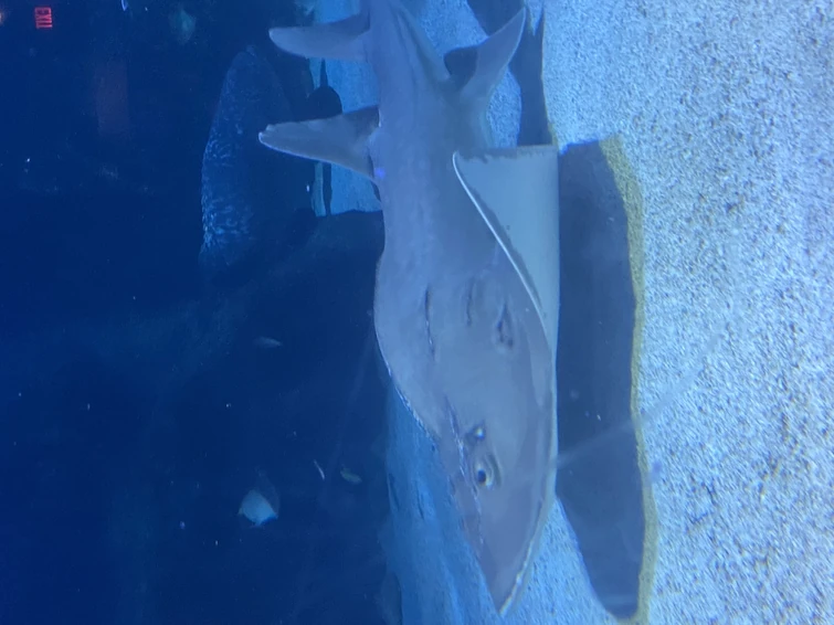 fish fun fact friday! ray sharks (aka bow mouth guitarfish) | Fandom