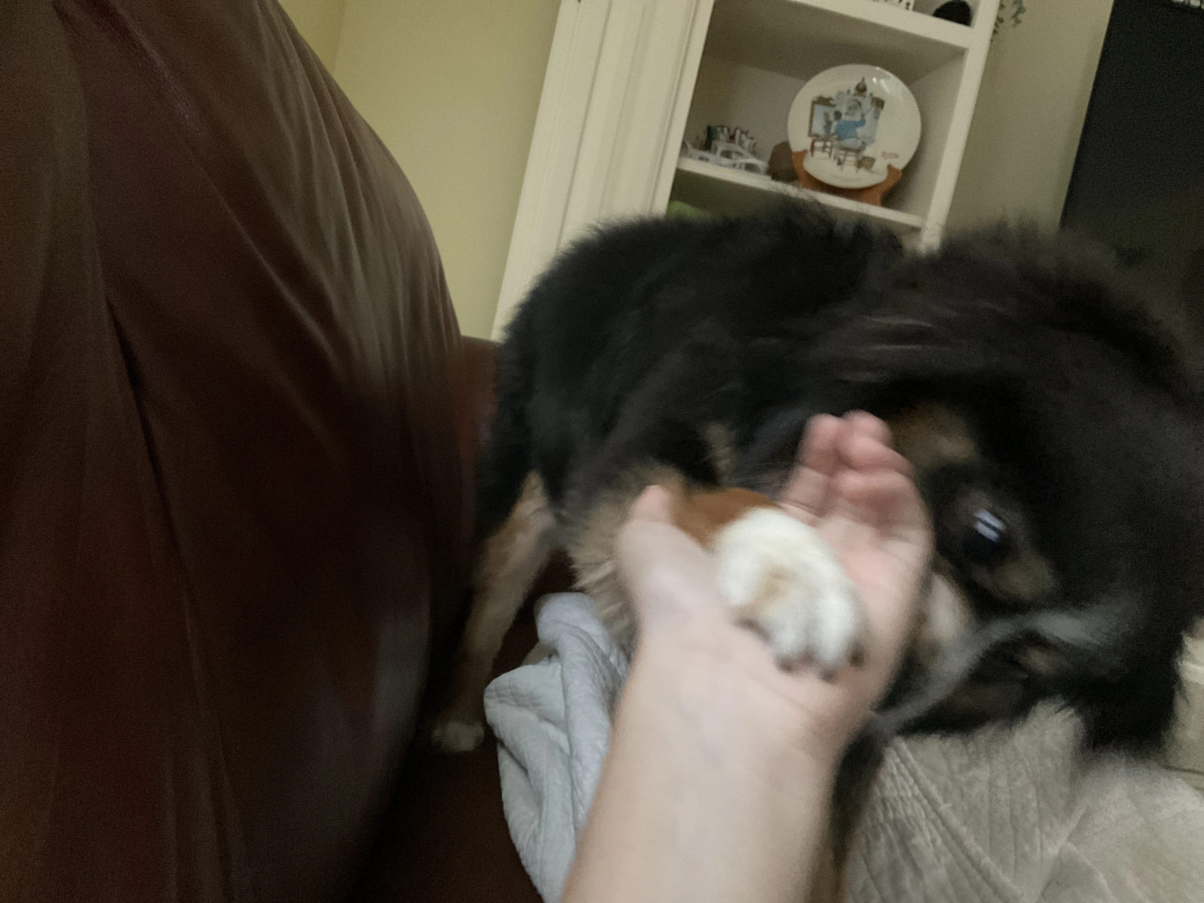 Doggo | Fandom