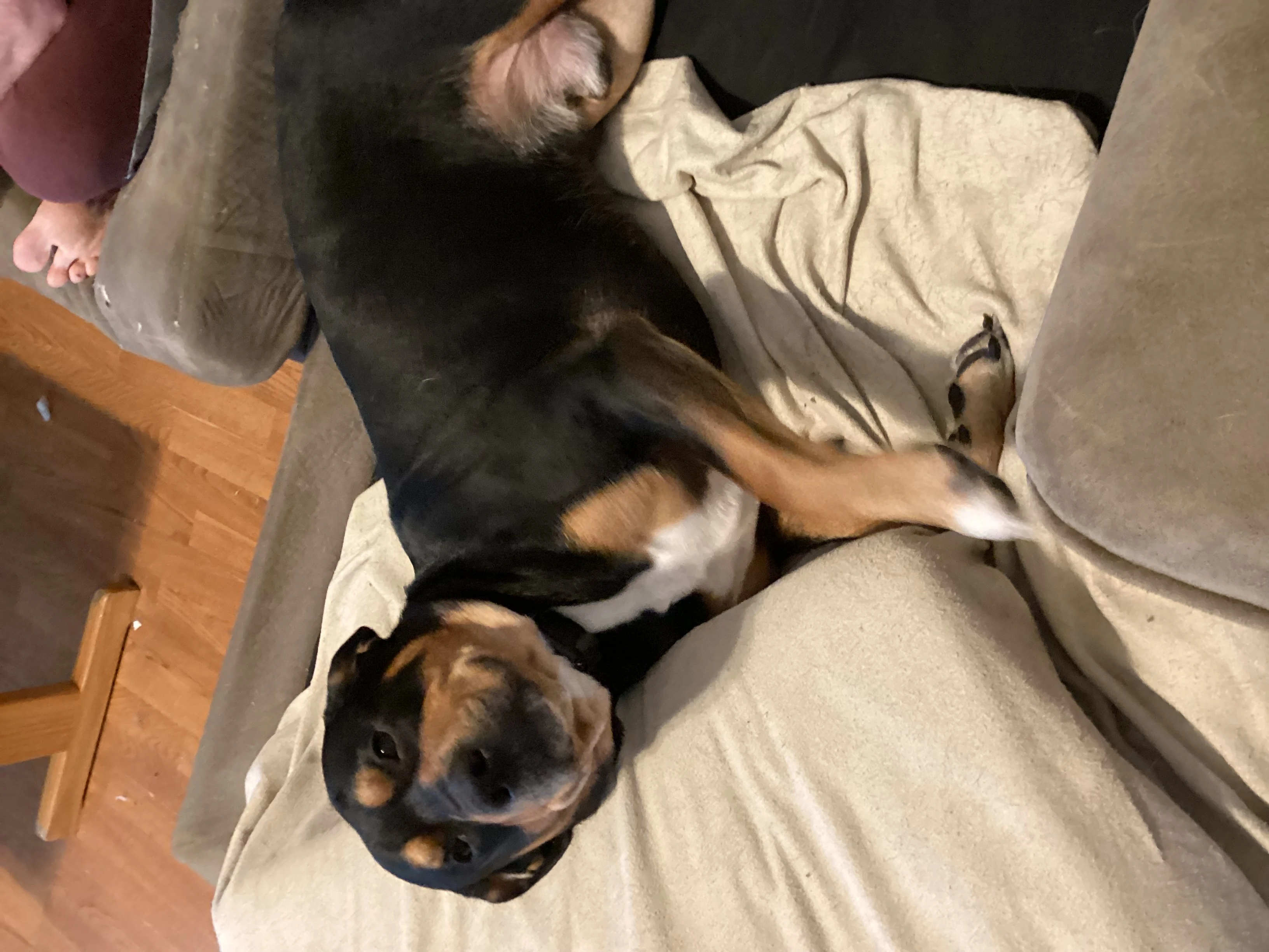 Matabele ant colony concept! | Fandom