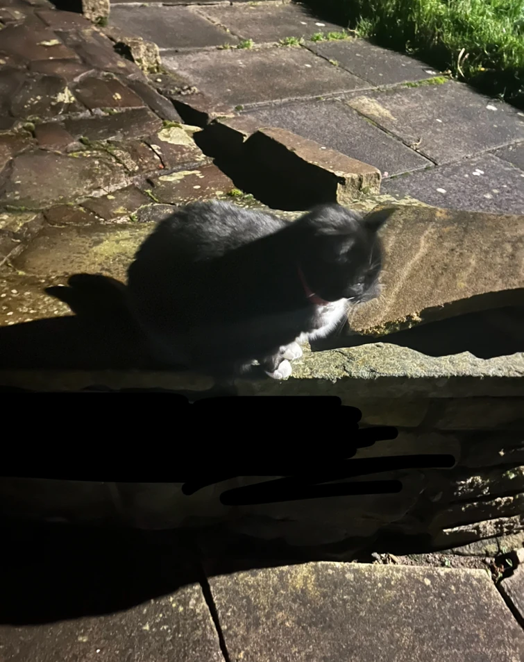 scary fatass cat | Fandom