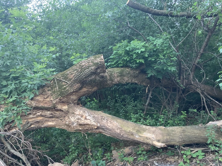 Rip tree in backyard ): | Fandom