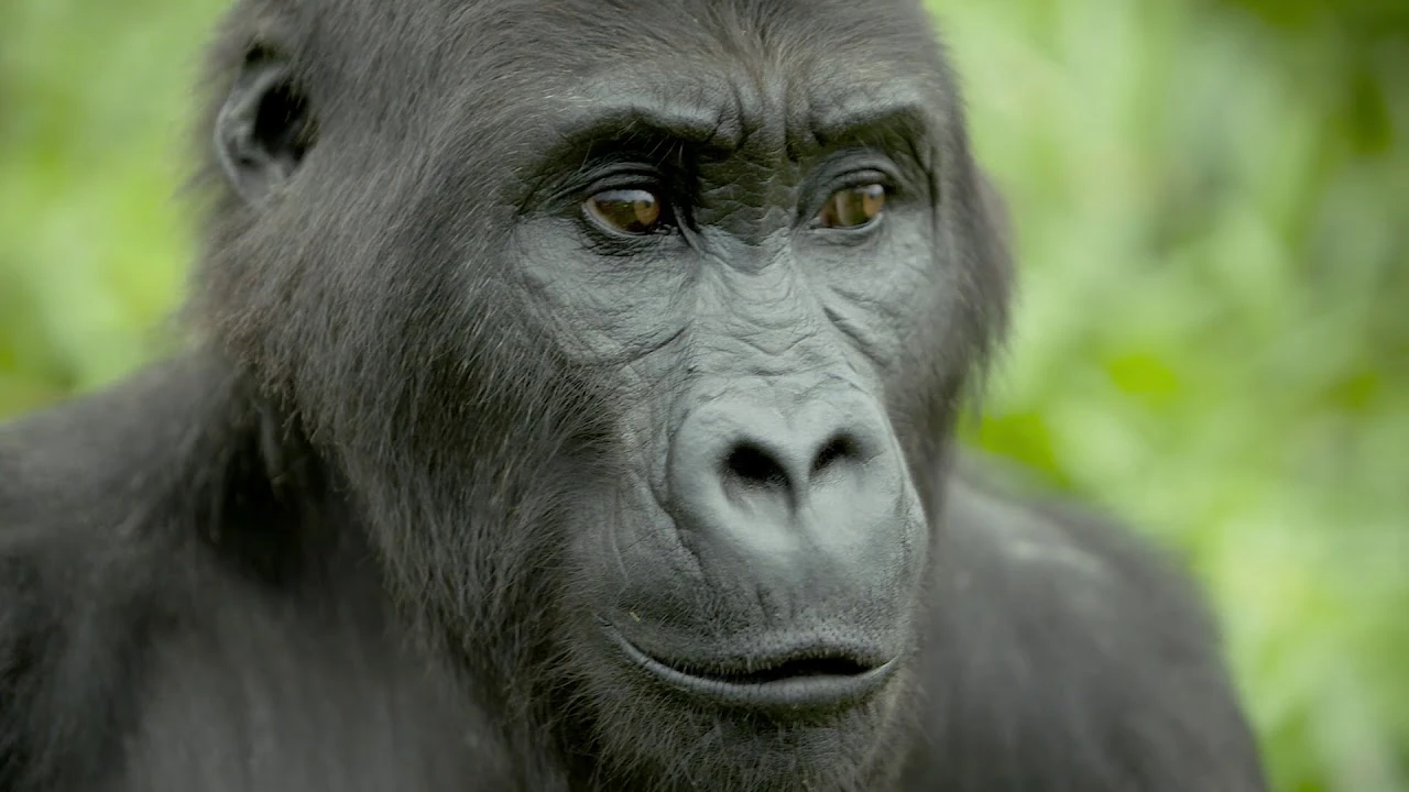 Disney Conservation Fund | Fandom