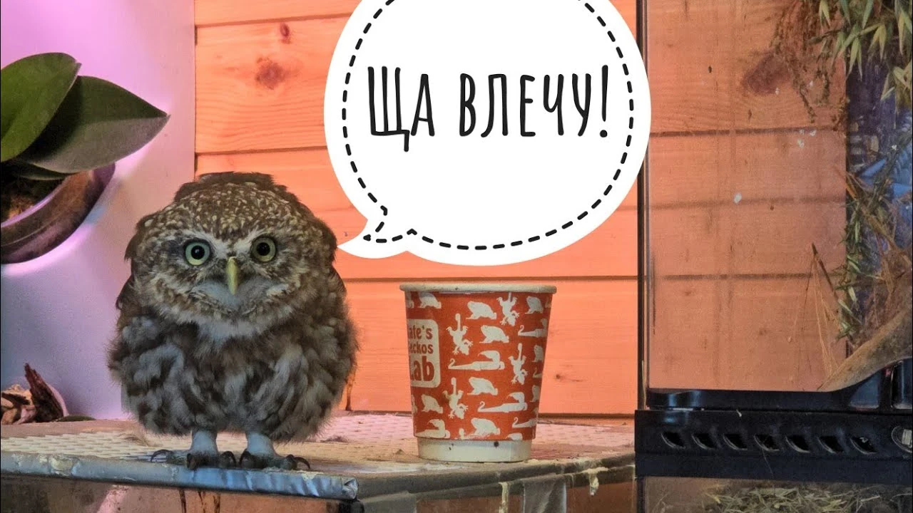 Daily dose of Russian owls | Fandom