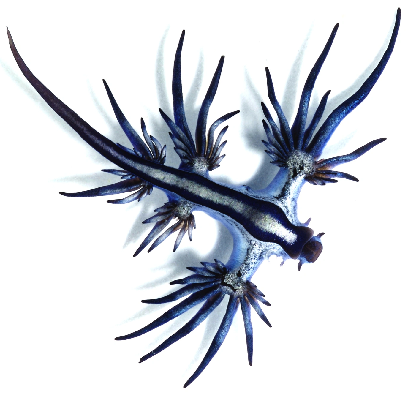 Who agrees the amount of glaucus-like creatures is annoying? | Fandom