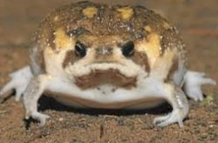 Menacing frog | Fandom