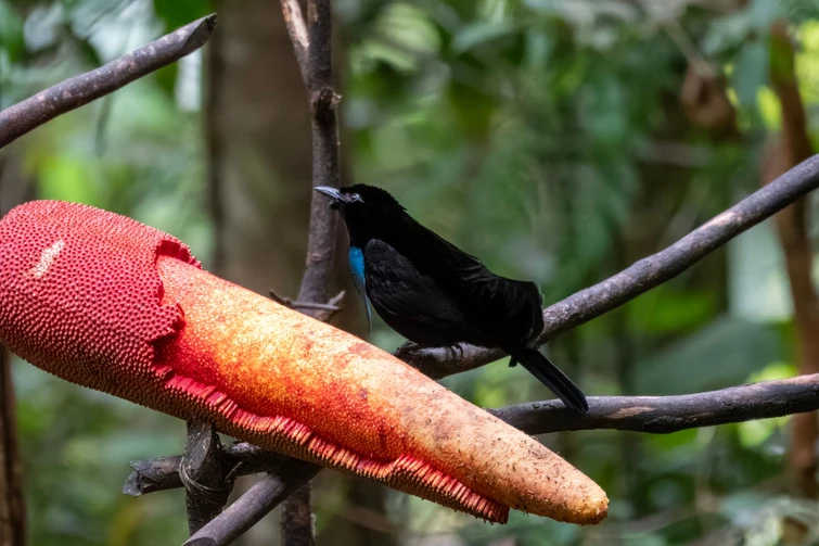 Discuss Everything About Feather Family Wiki | Fandom