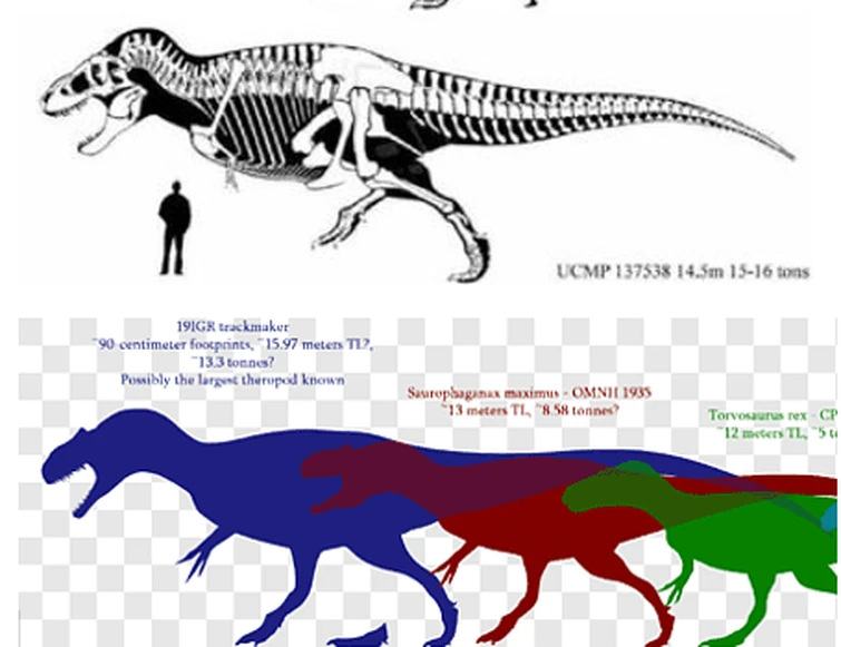 UCMP 137538 vs 191GR trackmaker Size Comparison | Fandom