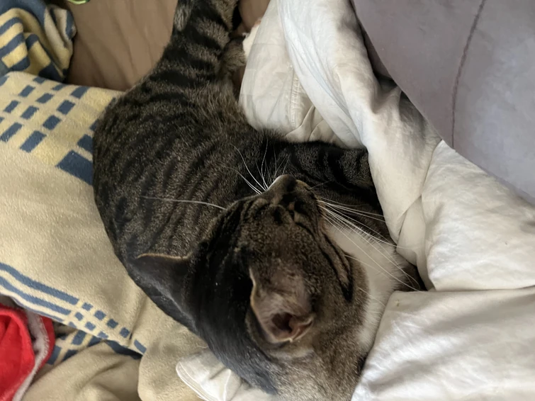 my cat is eepy | Fandom