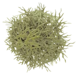 Items | Dead Rails Wiki | Fandom