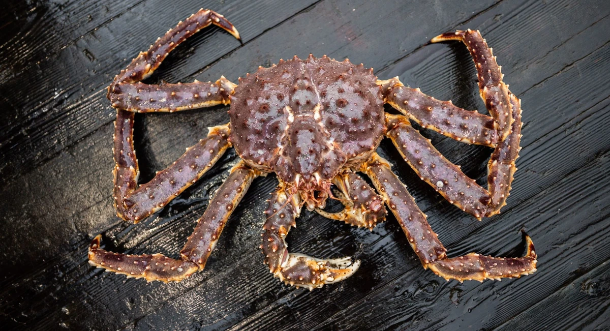 Red King Crab | Deadliest Catch Wiki | Fandom